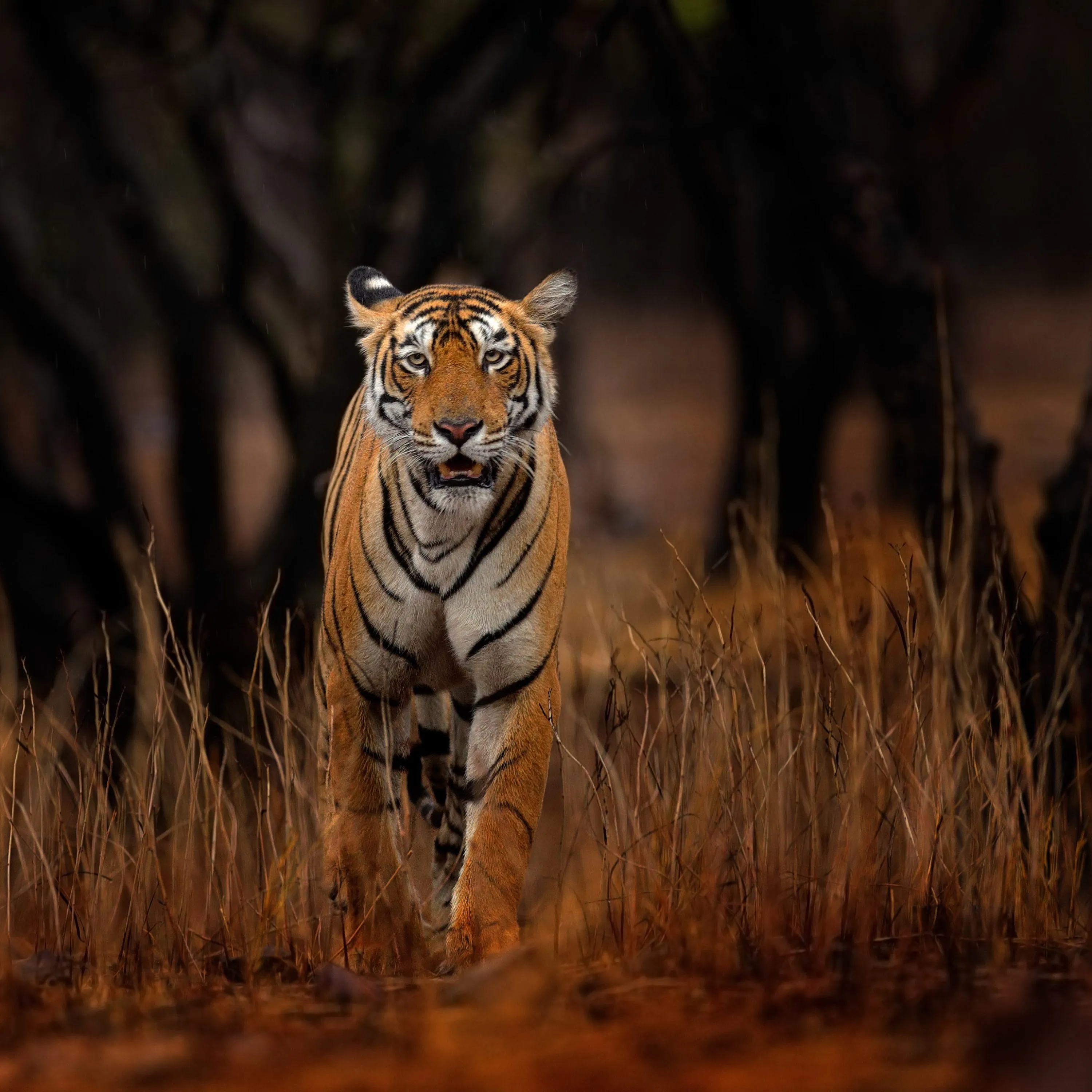 National Tiger Conservation: बाघ संरक्षण में नए बदलाव लाना जरूरी