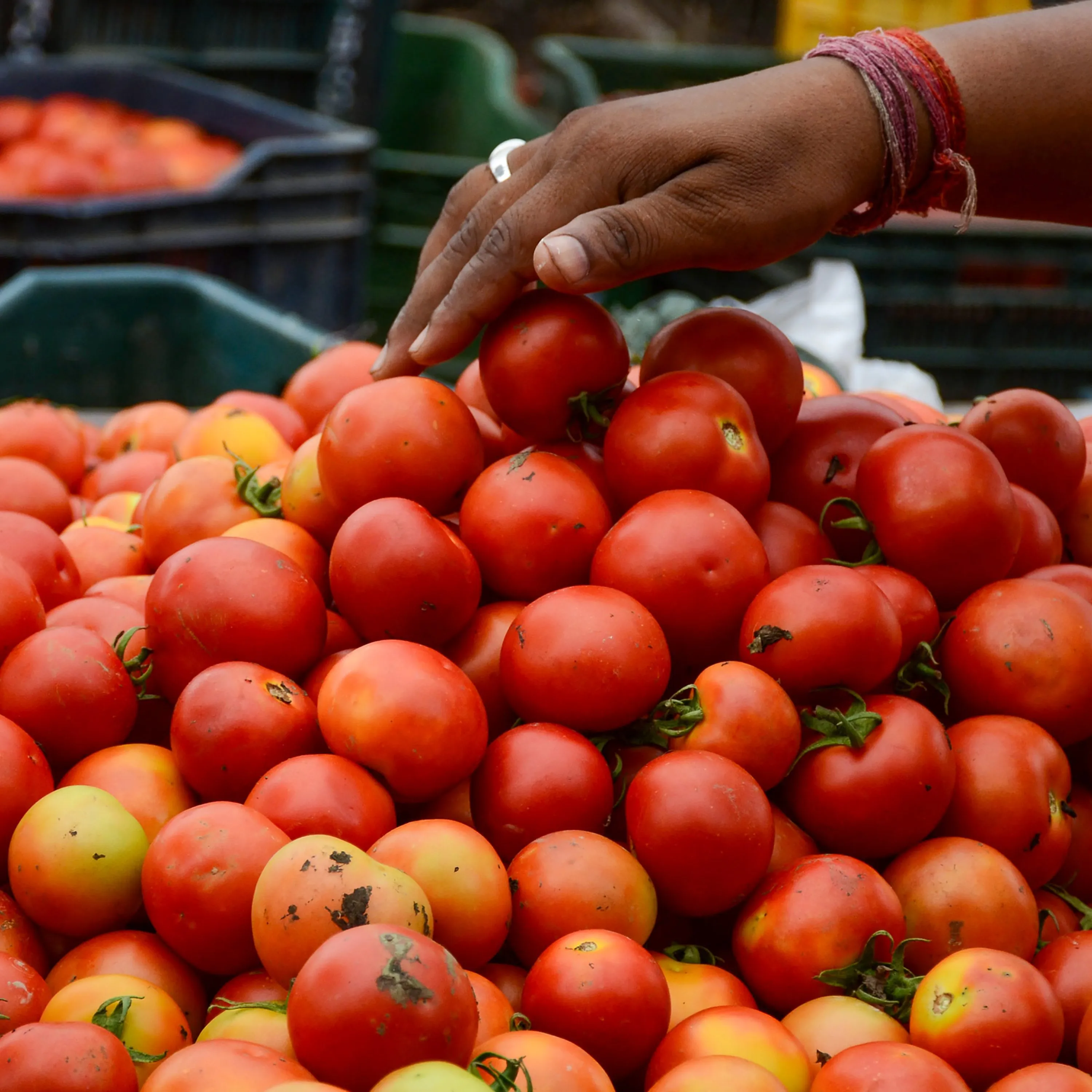 Tomato price relief: अब घटने लगे टमाटर के भाव, आगे और सस्ता होगा!