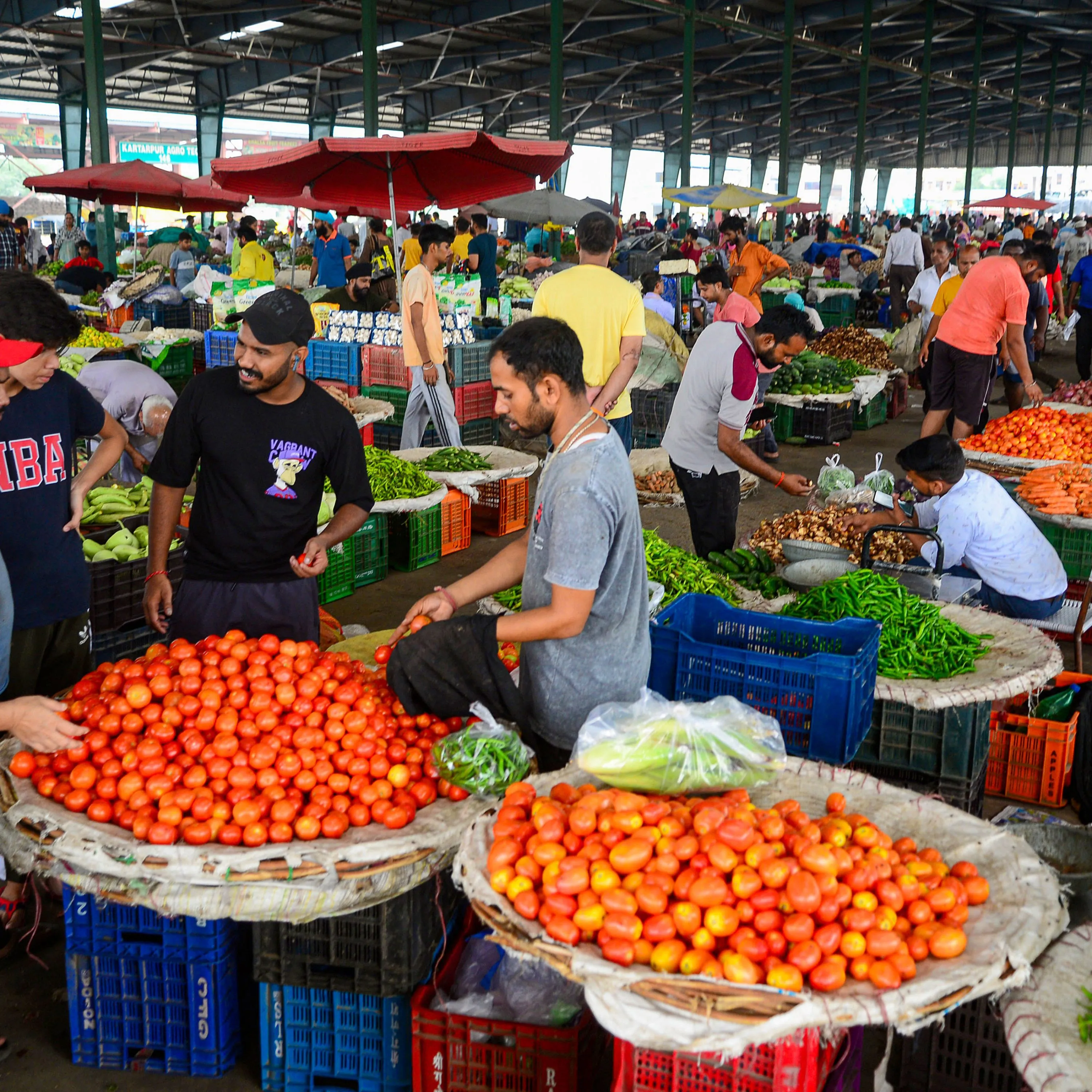 Tomato price: अब तेजी से सस्ता हो रहा है टमाटर, सप्ताह भर में थोक भाव ...