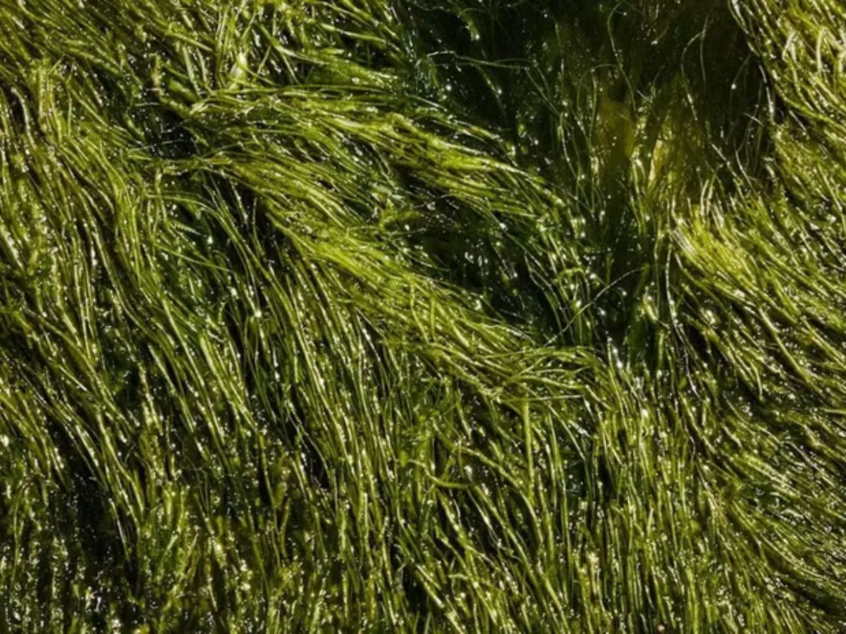 Spirulina: अरबों वर्ष पुराना प्राकृतिक सुपरफूड स्पाइरुलिना, तेजी से बढ़ ...